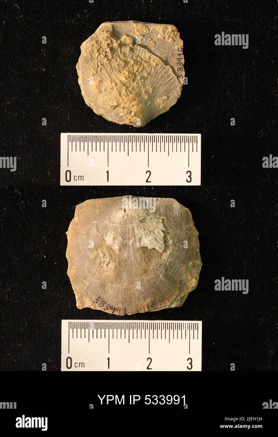 Rafinesquina hi-res stock photography and images - Alamy