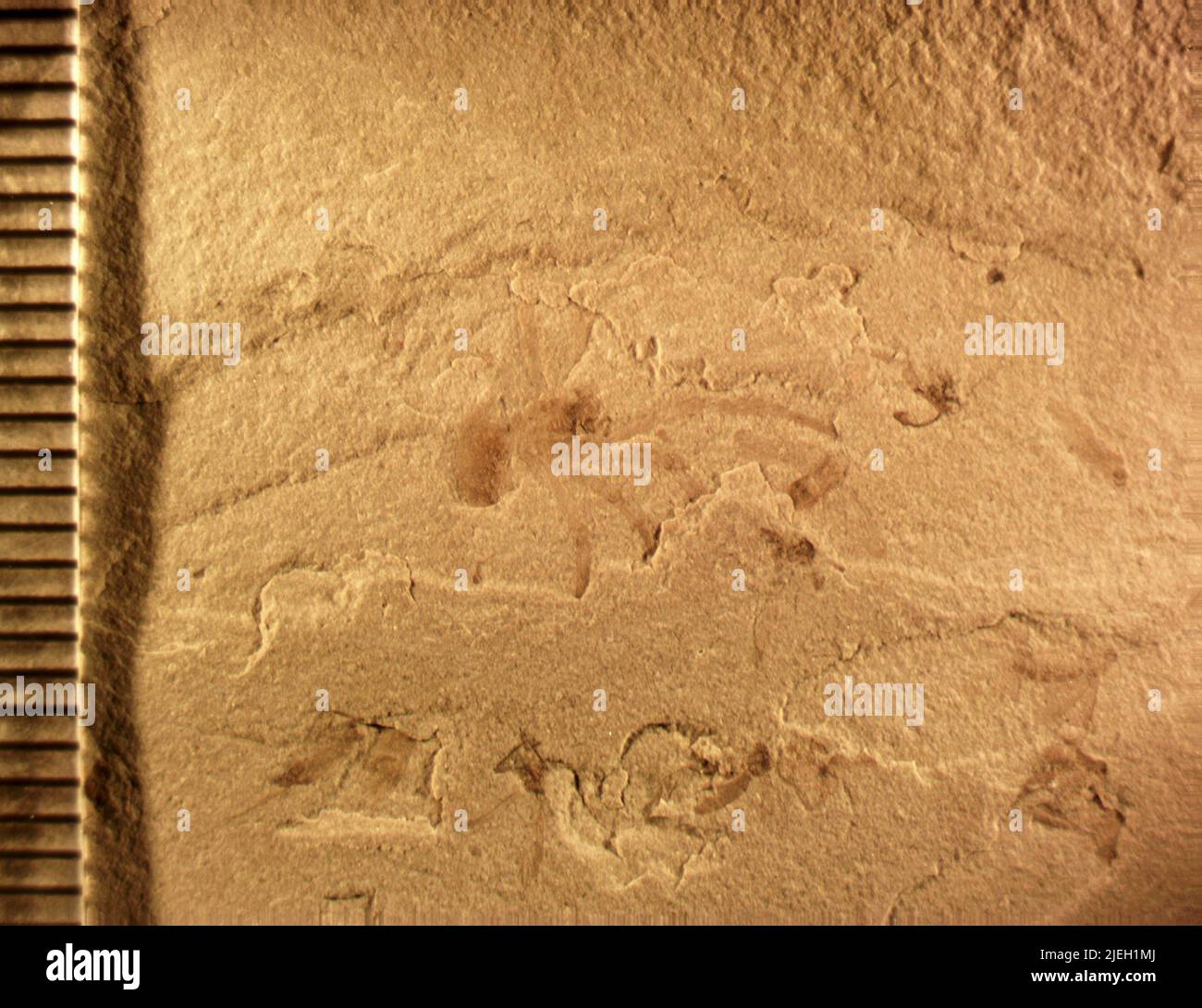 Araneida hi-res stock photography and images - Alamy