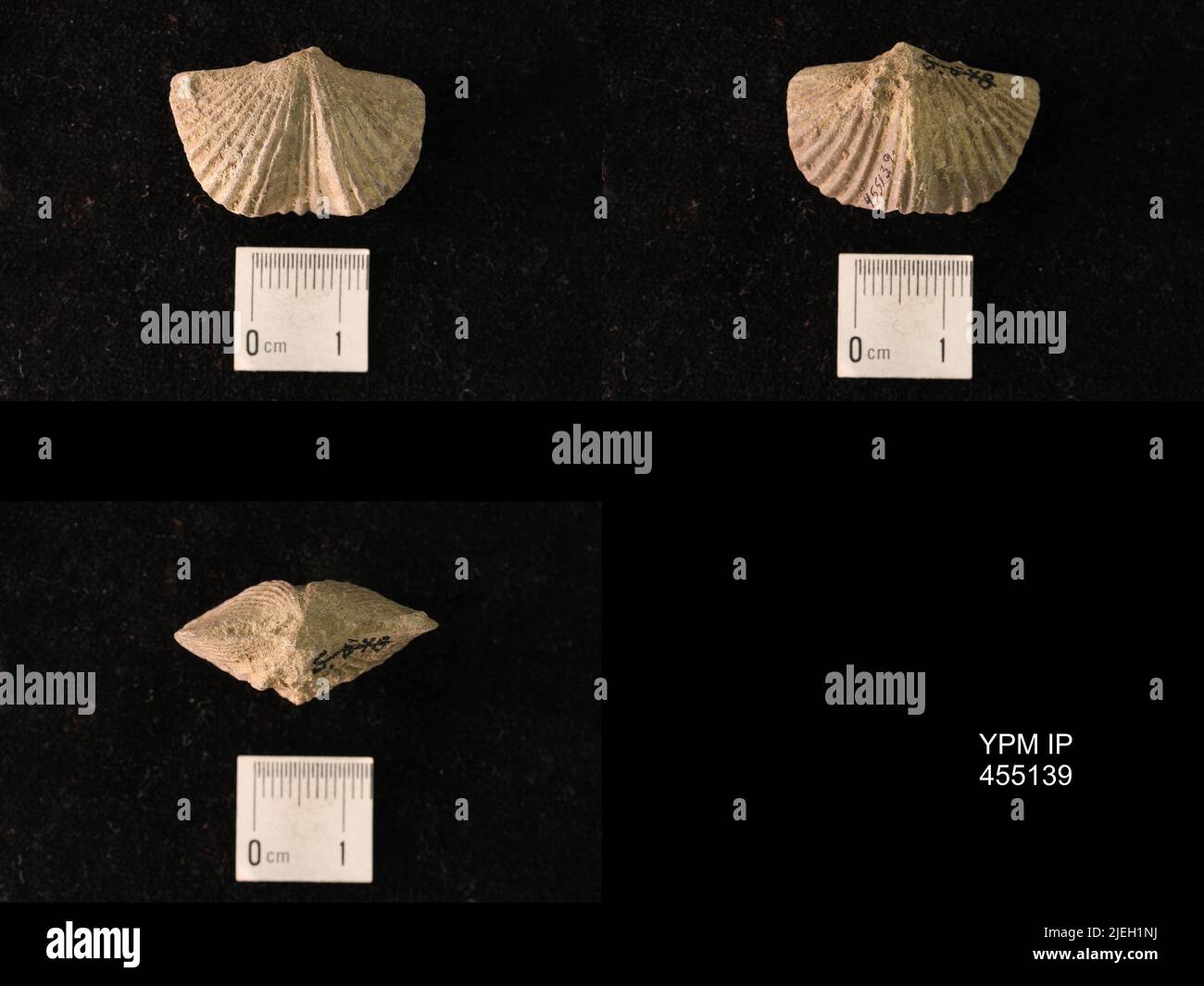 Platystrophia sublaticosta McEwan Stock Photo - Alamy