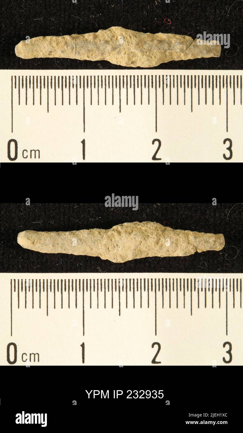Echinoid forms hi-res stock photography and images - Alamy