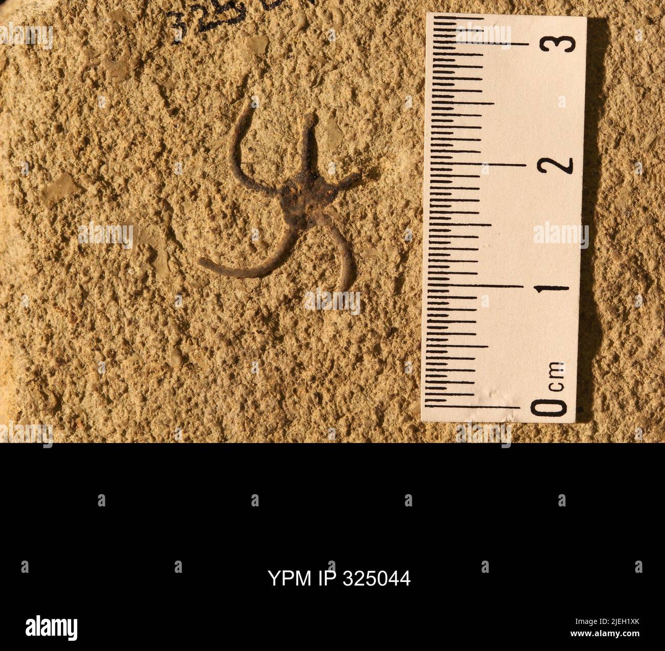 Ophiura ophiura hi-res stock photography and images - Alamy