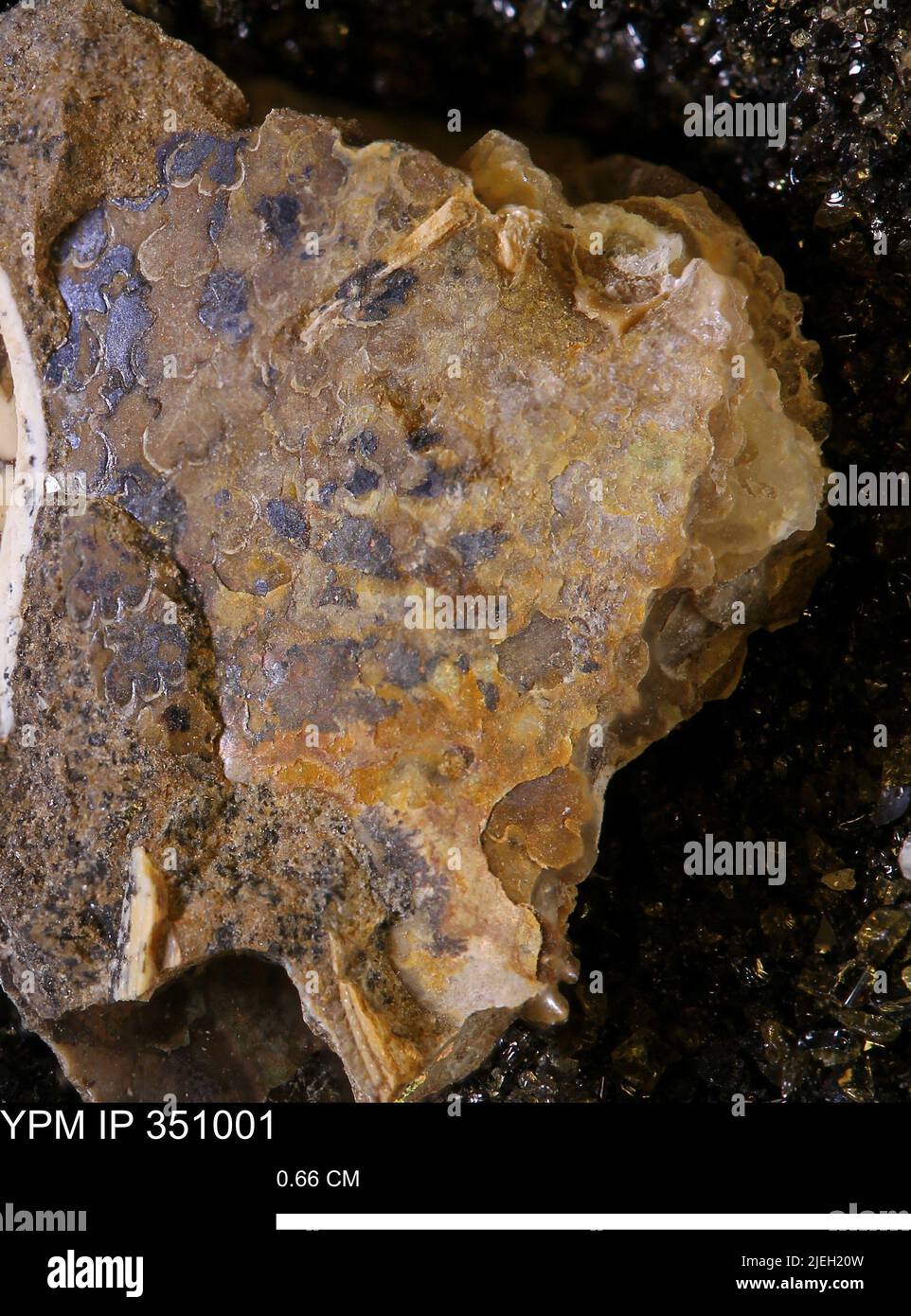 Ammonitina hi-res stock photography and images - Alamy