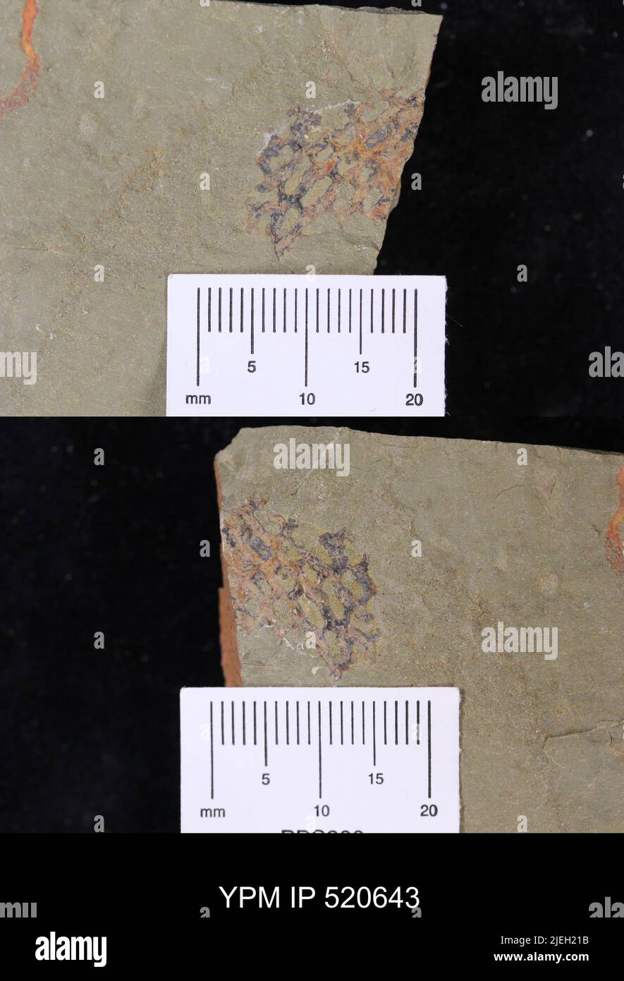 Graptolithina graptolites hi-res stock photography and images - Alamy