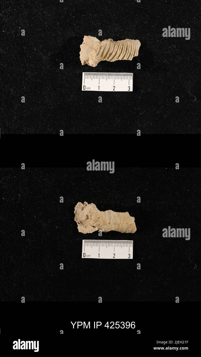 Leptodus americanus girty animalia hi-res stock photography and images ...