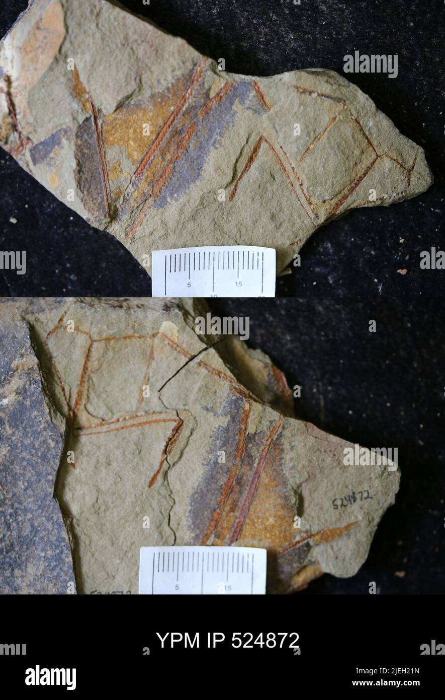 Graptoloidea hi-res stock photography and images - Alamy