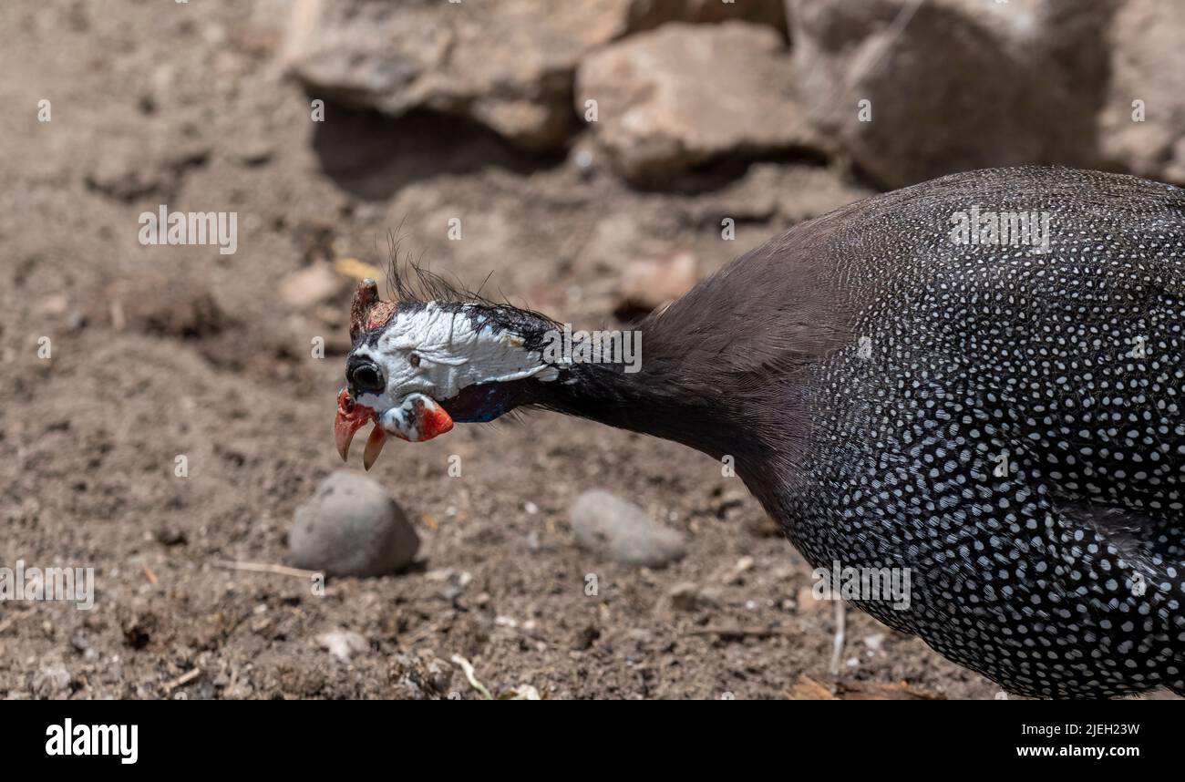 Guinea fowl and chicken hi-res stock photography and images - Alamy