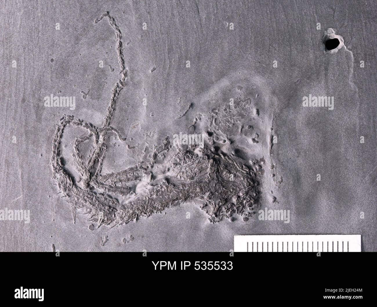 Bundenbachia beneckei (Sturtz Stock Photo - Alamy