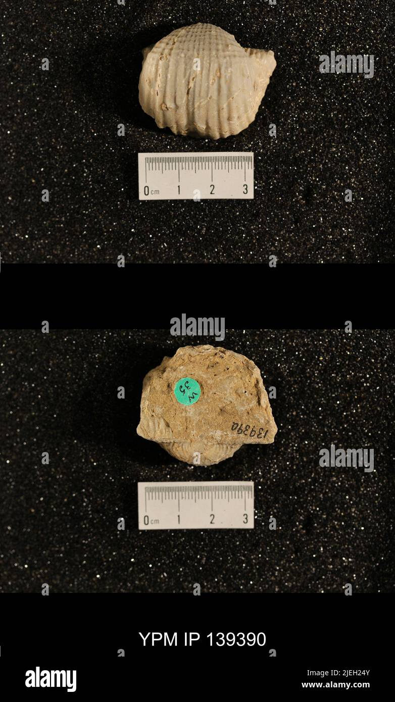 Dictyoclostus sp animalia hi-res stock photography and images - Alamy