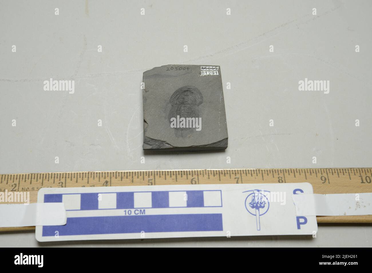 Naraoia compacta Walcott Stock Photo - Alamy