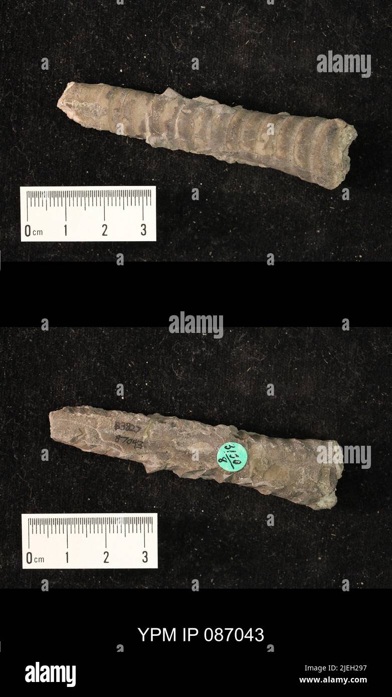 Vaginoceras piscator animalia hi-res stock photography and images - Alamy