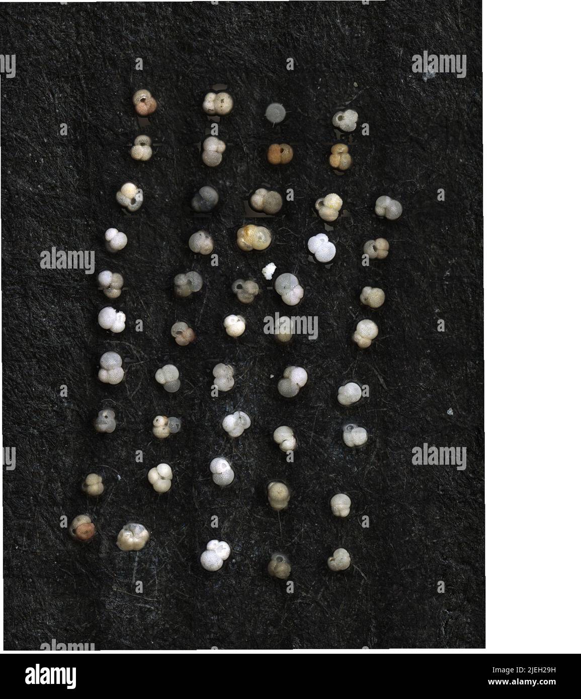 Globigerinoides ruber (d'Orbigny, 1839 Stock Photo - Alamy