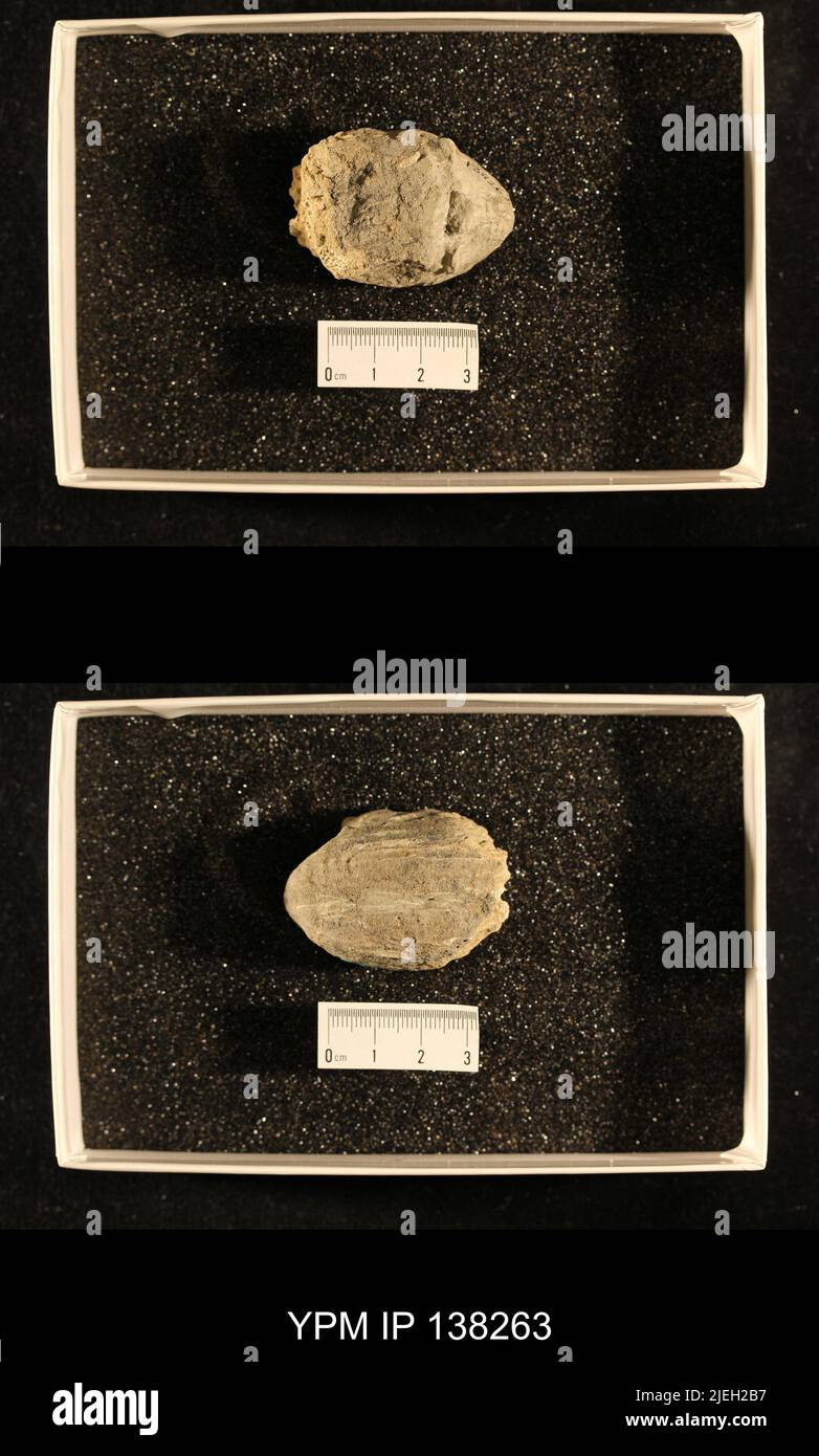 Dictyoclostus sp animalia hi-res stock photography and images - Alamy