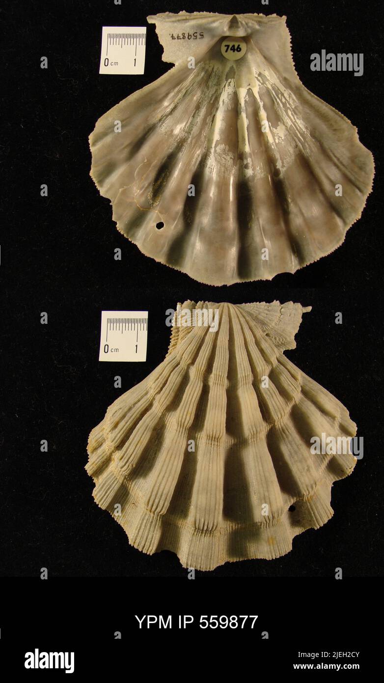 Lyropecten nodosus (Linnaeus, 1758 Stock Photo - Alamy