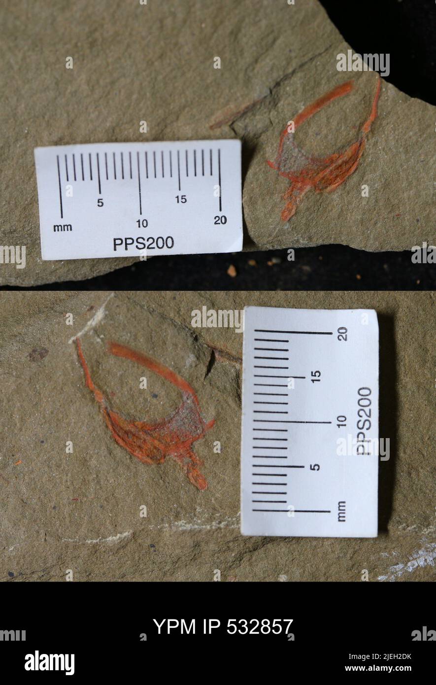 Cothurnocystis hi-res stock photography and images - Alamy