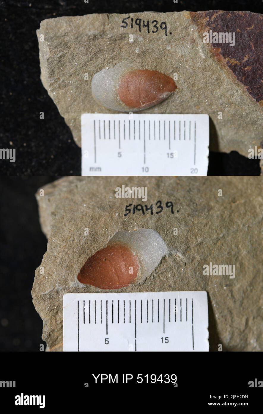 Such as the monoplacophora hi-res stock photography and images - Alamy