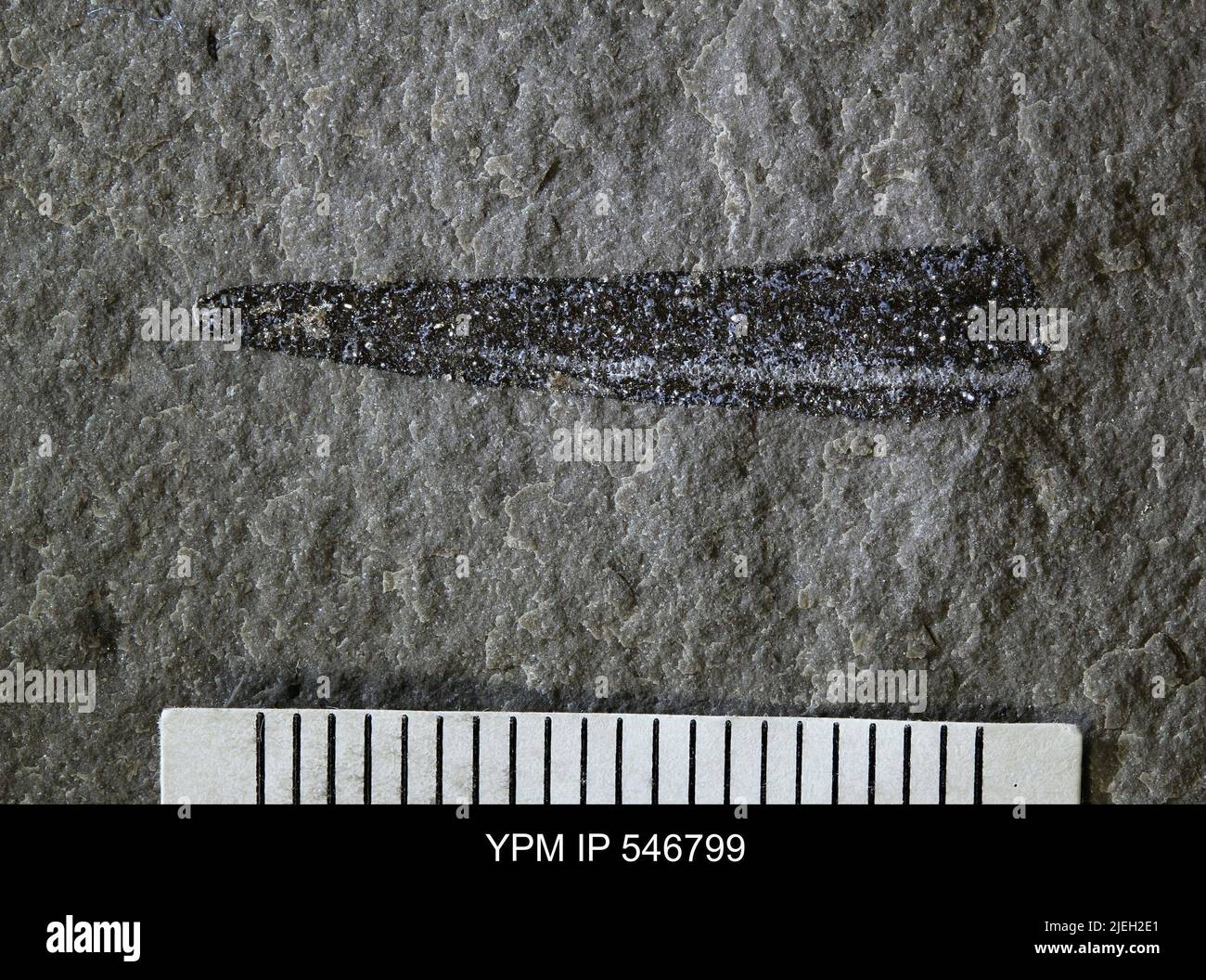 Undet scyphozoa hi-res stock photography and images - Alamy