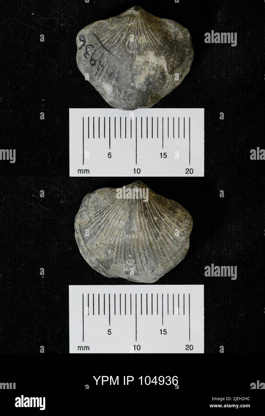 1827 animalia hi-res stock photography and images - Alamy