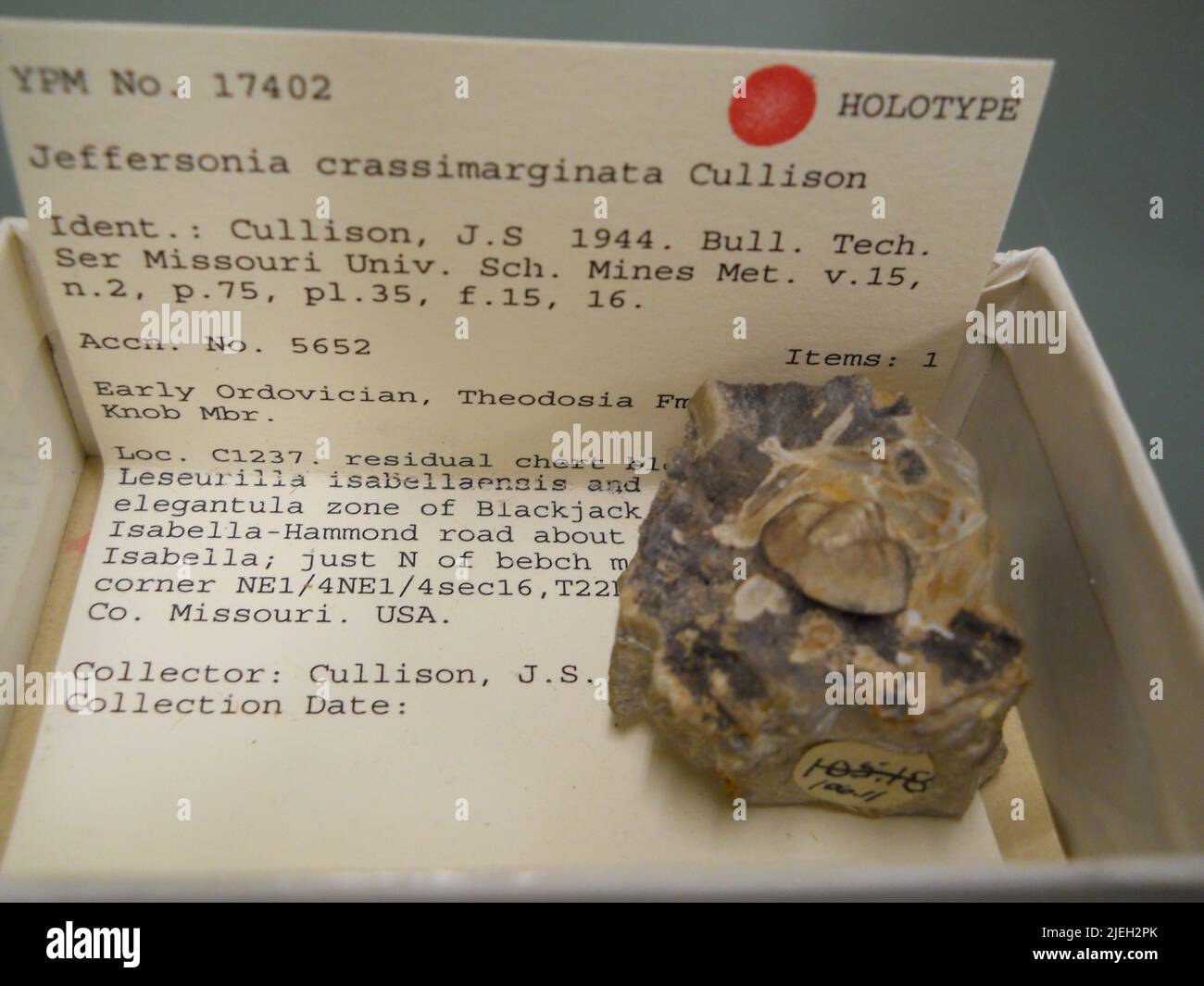 Jeffersonia crassimarginata Cullison Stock Photo - Alamy