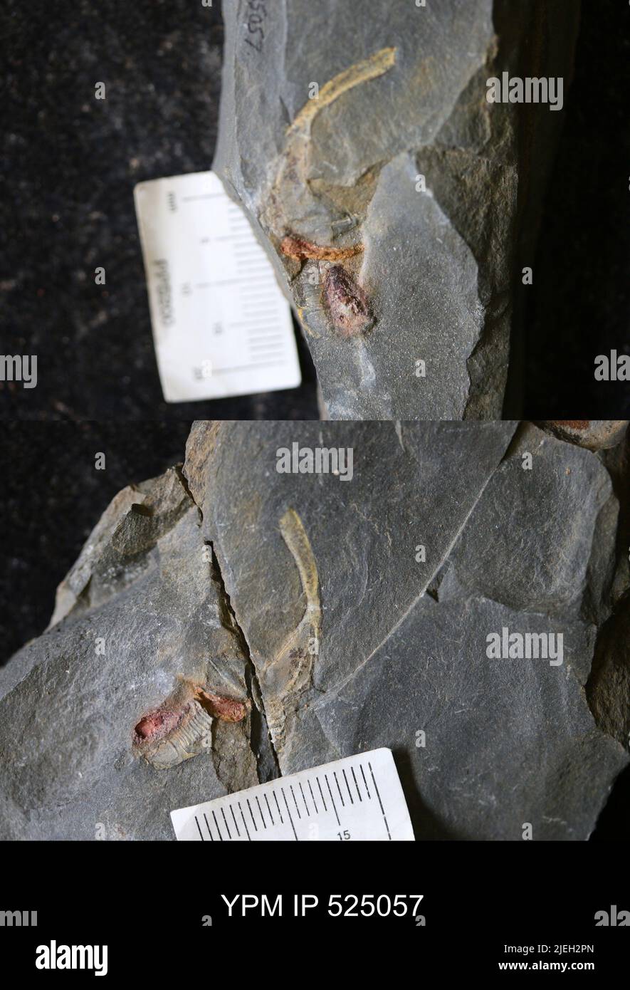 Cothurnocystis hi-res stock photography and images - Alamy