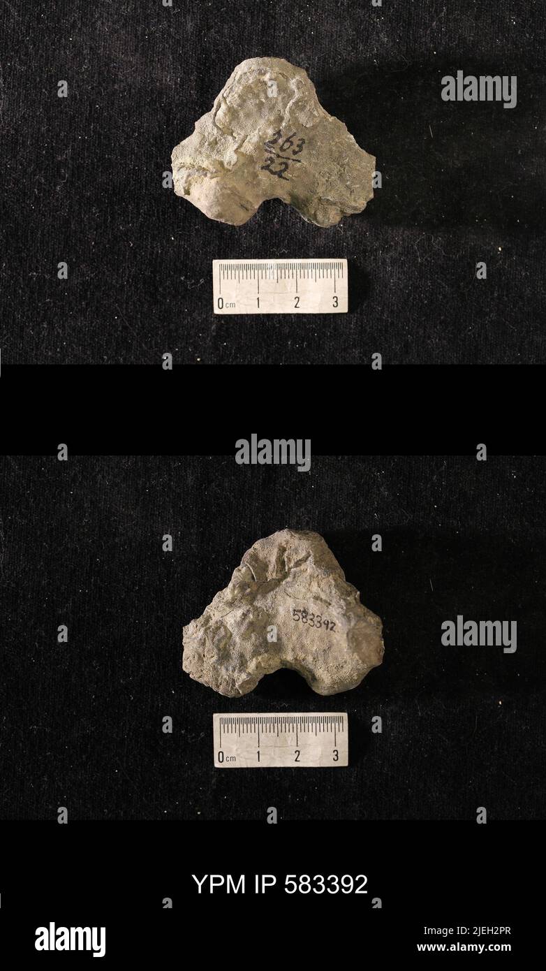 Hallopora animalia hi-res stock photography and images - Alamy