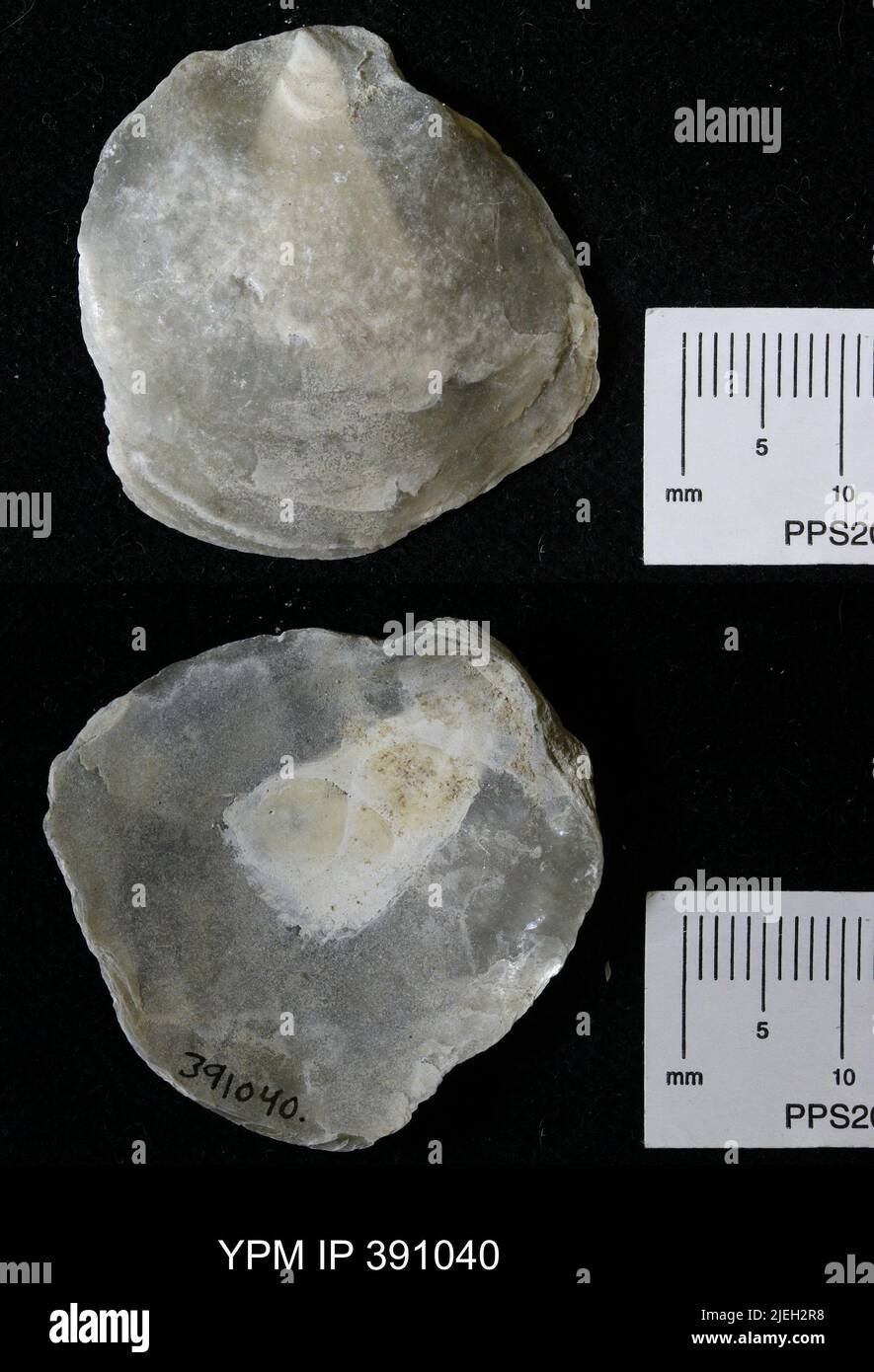 Anomia simplex dorbigny hi-res stock photography and images - Alamy