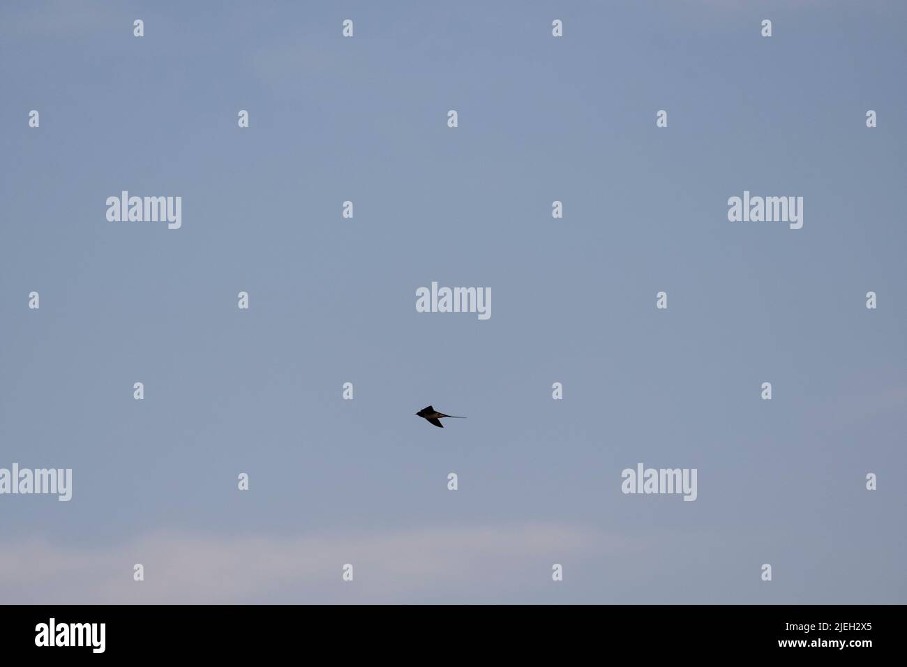 Ground view of swallow bird flying in the sky taken with selective ...