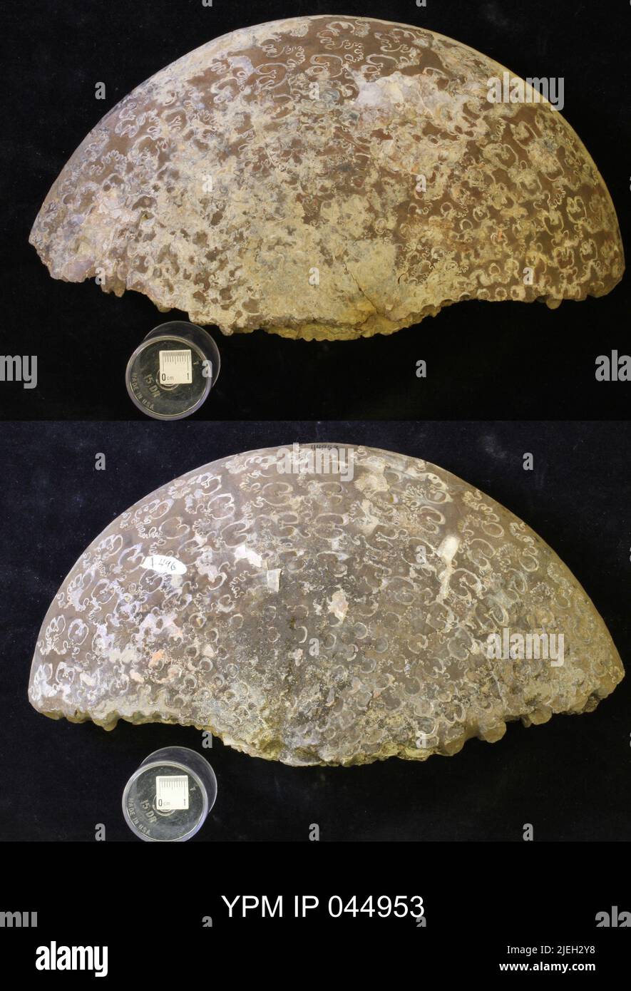 Sphenodiscus lenticularis owen animalia hi-res stock photography and ...