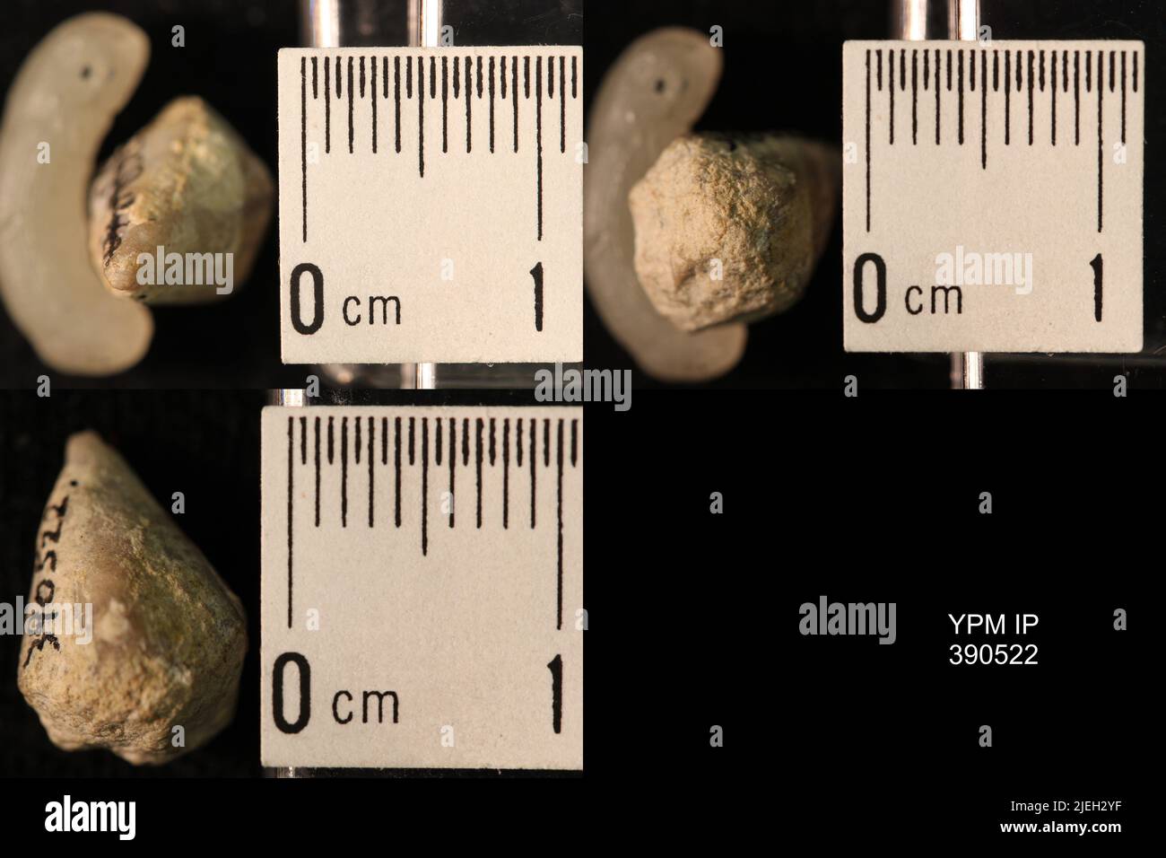 Codaster animalia hi-res stock photography and images - Alamy