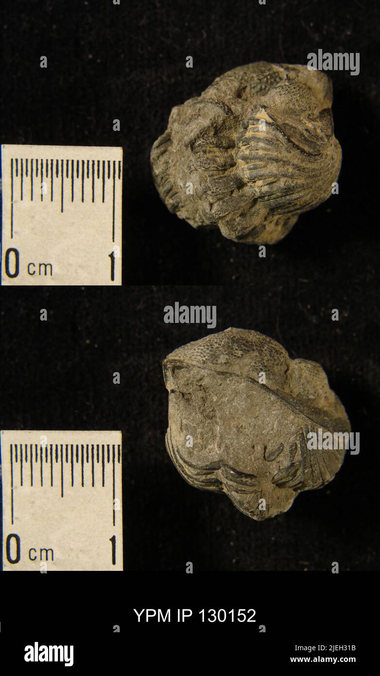 Eldredgeops rana (Green Stock Photo - Alamy