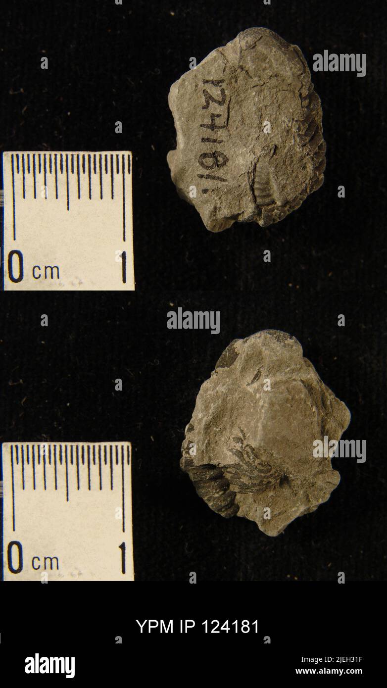 Phacops rana green animalia hi-res stock photography and images - Alamy