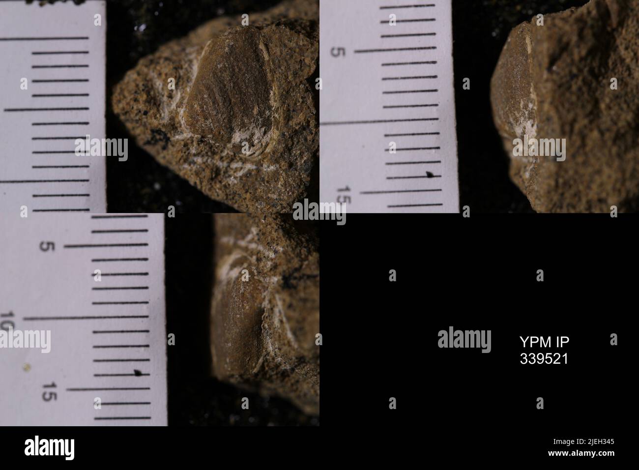 Corbula hi-res stock photography and images - Alamy