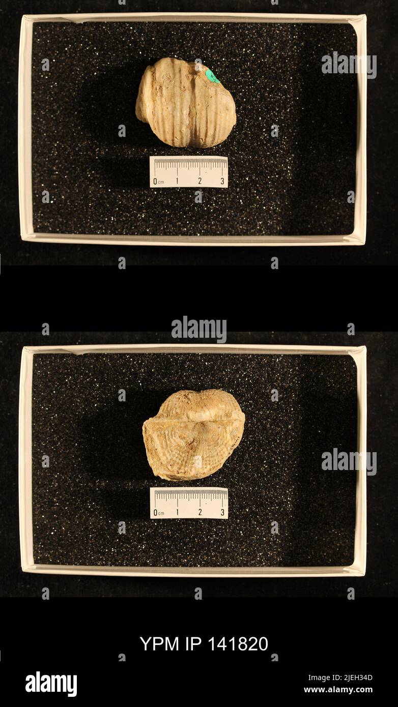 Morphology of ancient organisms hi-res stock photography and images - Alamy