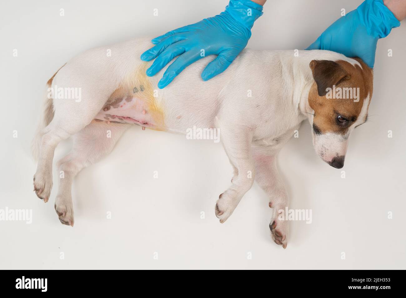 A veterinarian examines a Jack Russell Terrier dog after a surgical ...