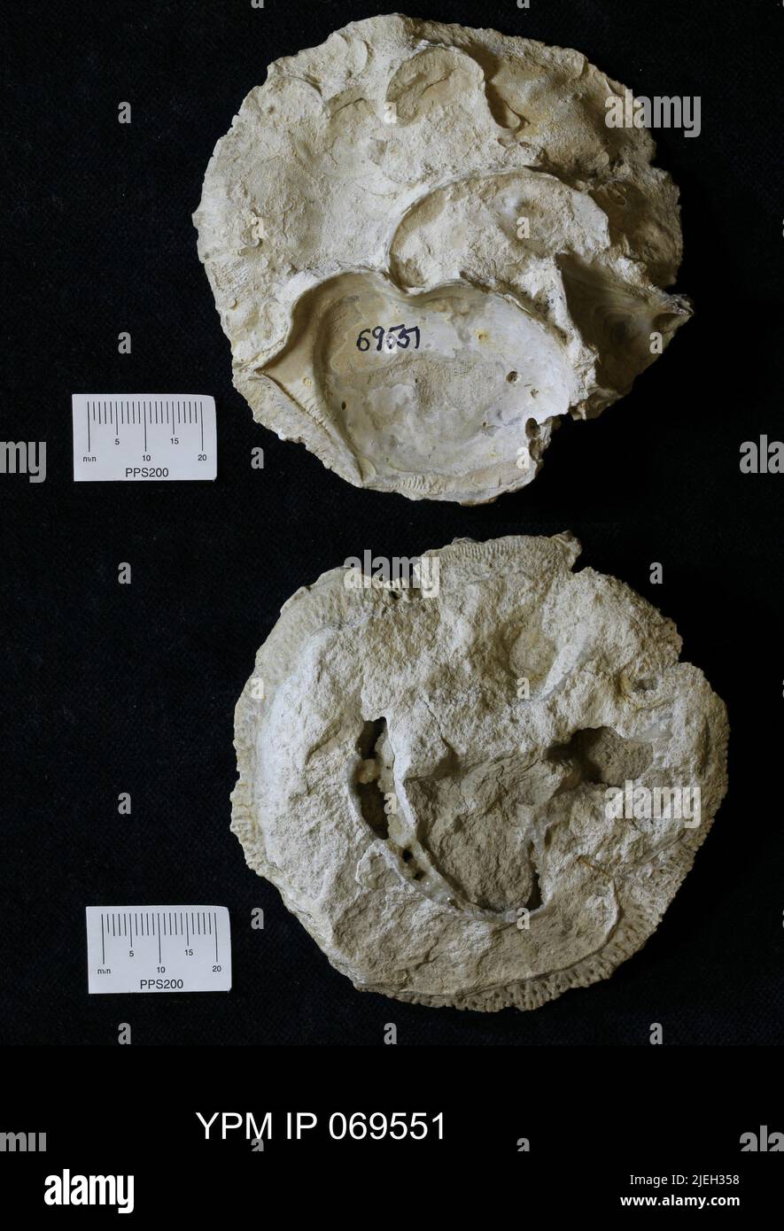 Radiolites sp animalia hi-res stock photography and images - Alamy