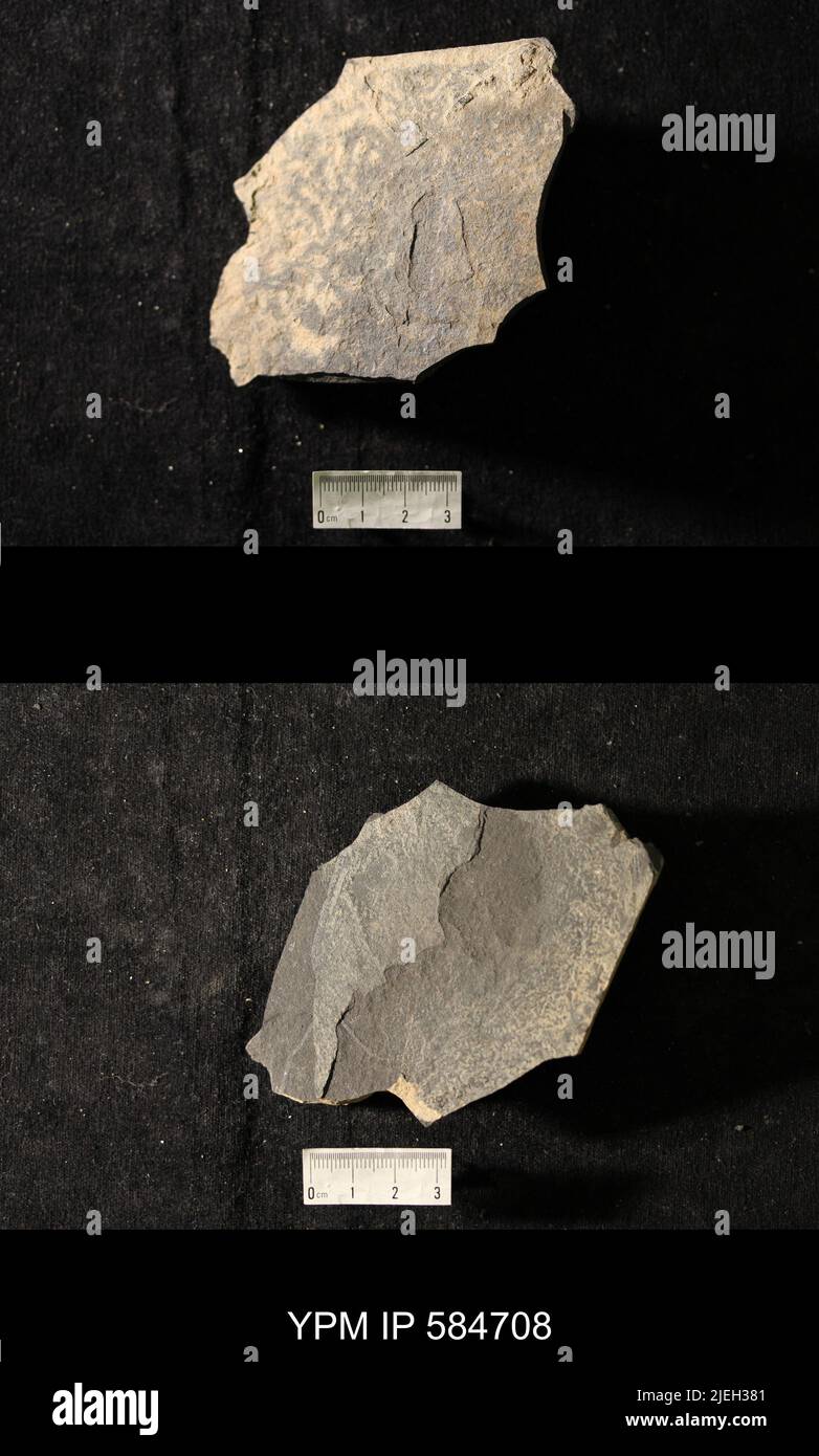 Undet graptolithina animalia hi-res stock photography and images - Alamy