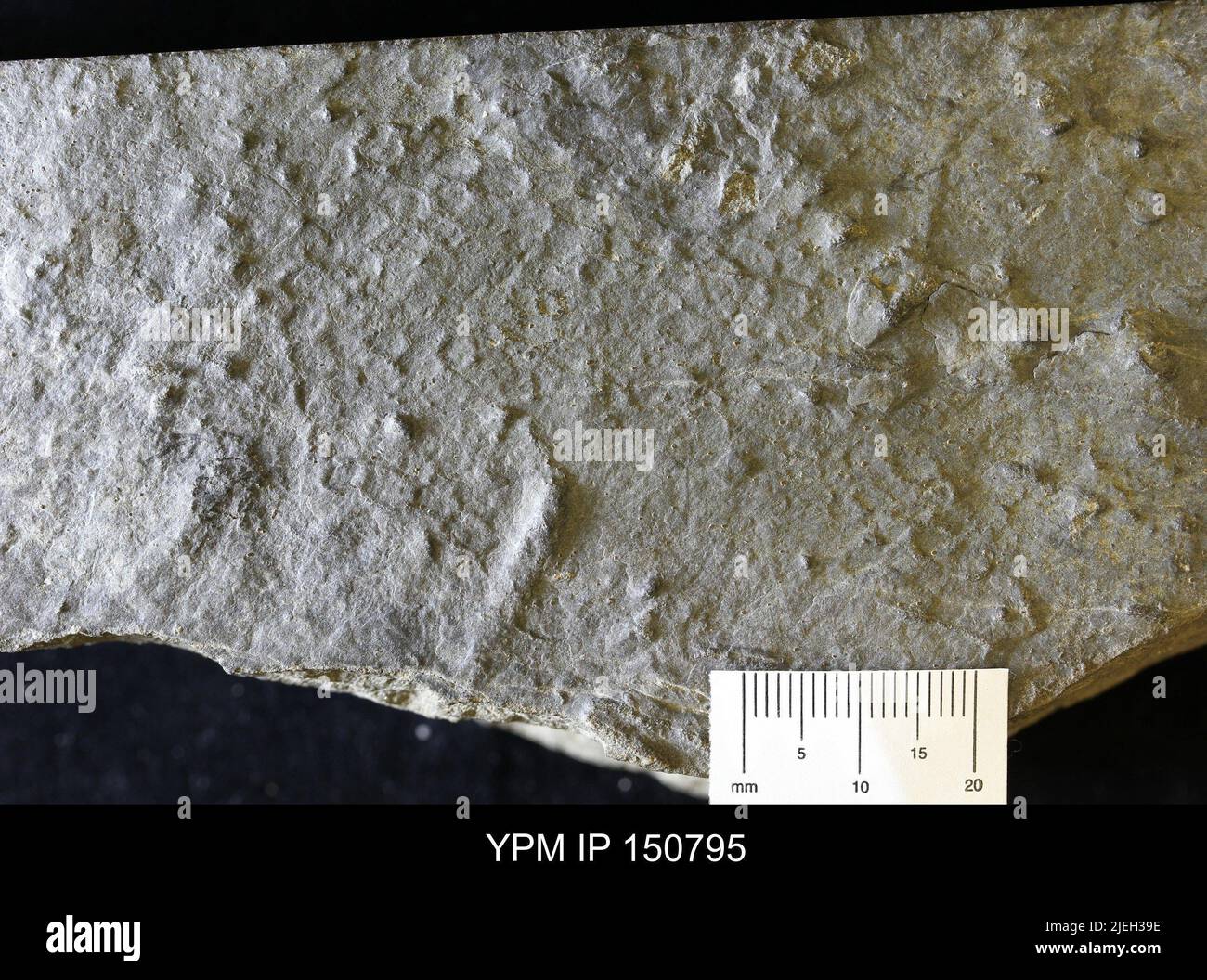 Paleodictyon strozzii ichnofossil hi-res stock photography and images ...