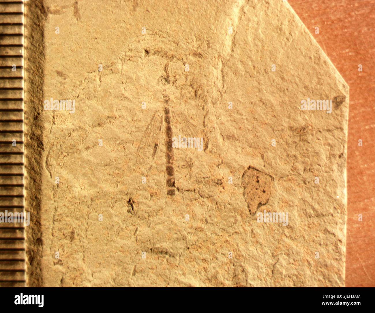 Leptogaster sp hi-res stock photography and images - Alamy