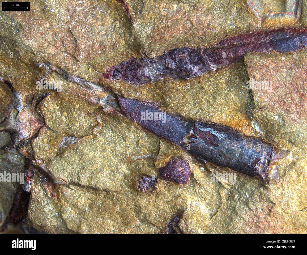 Cambrian comparison hi-res stock photography and images - Alamy