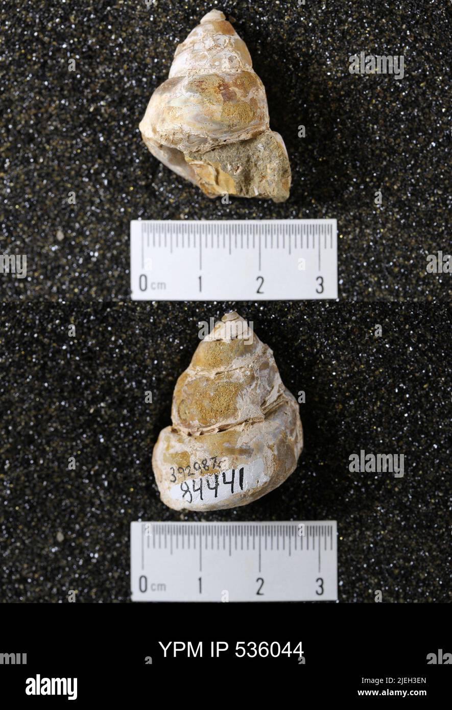 1876 animalia hi-res stock photography and images - Alamy