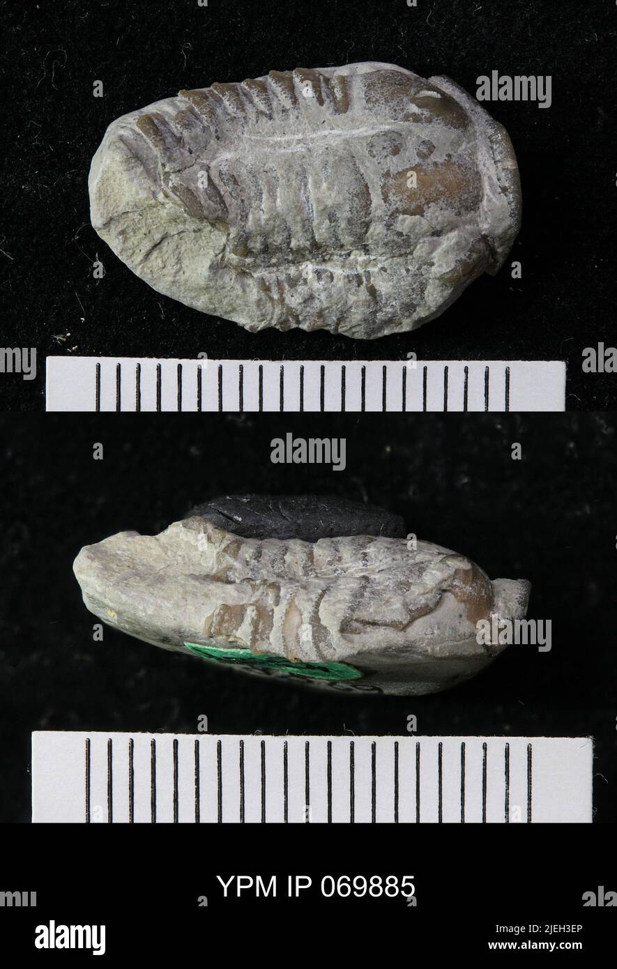 Calymene meeki animalia hi-res stock photography and images - Alamy