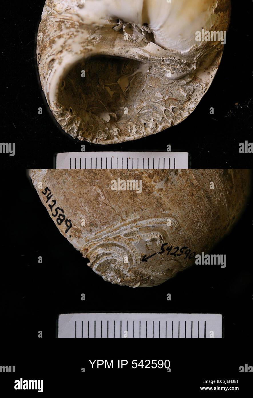 Serpulidae hi-res stock photography and images - Alamy