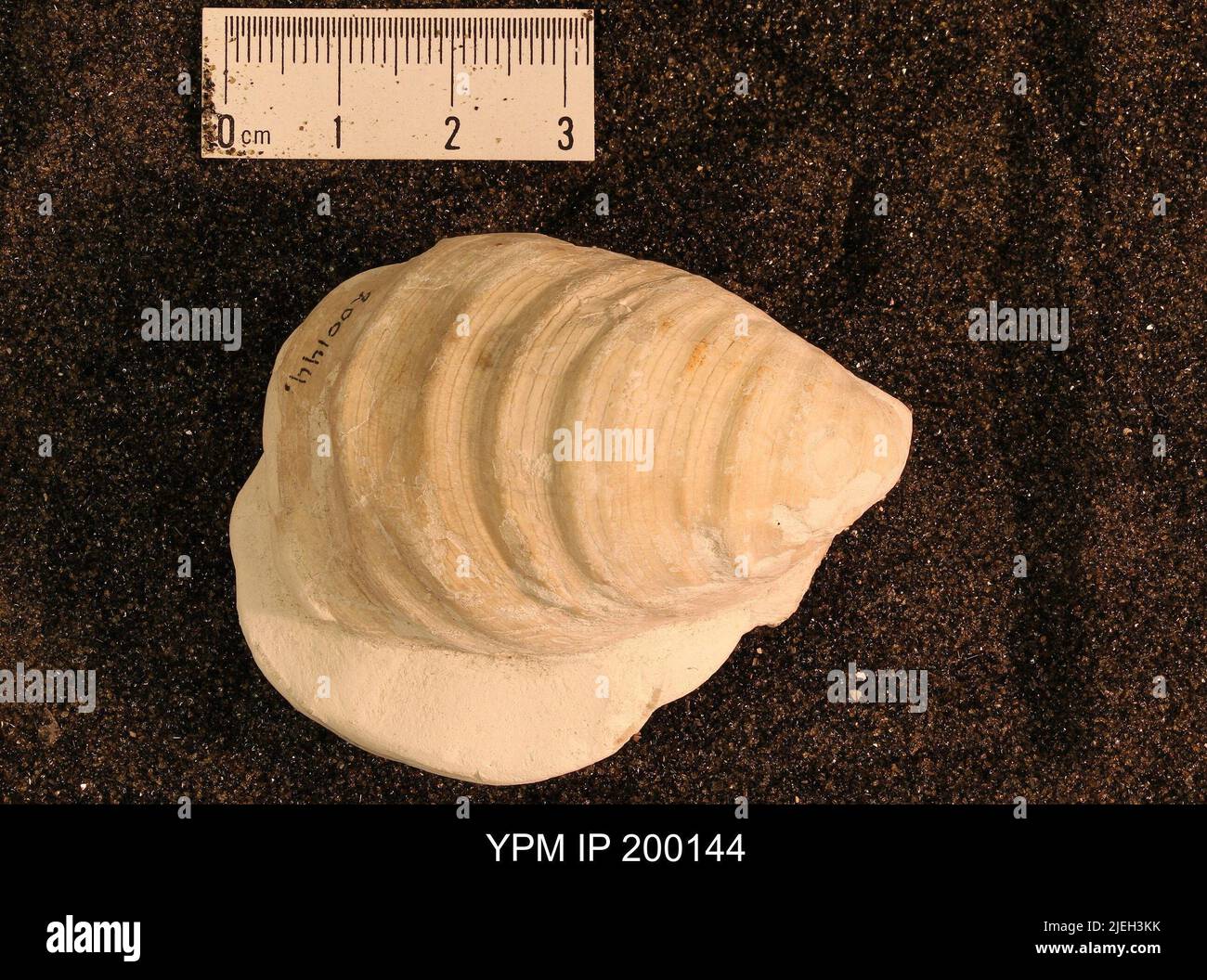 Inoceramus brogniarti animalia hi-res stock photography and images - Alamy