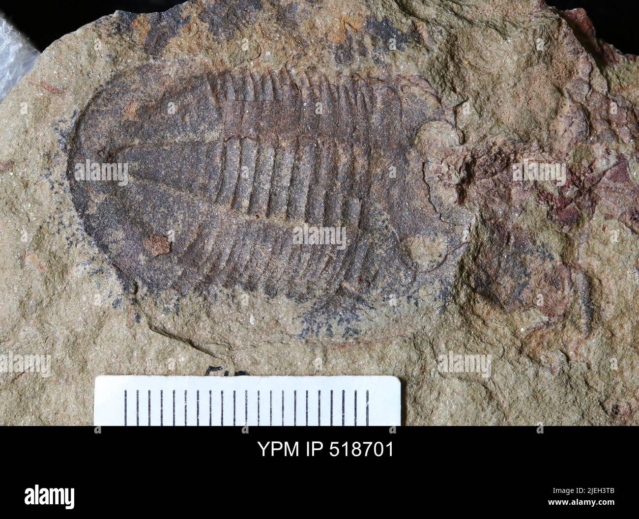 Asaphidae hi-res stock photography and images - Alamy