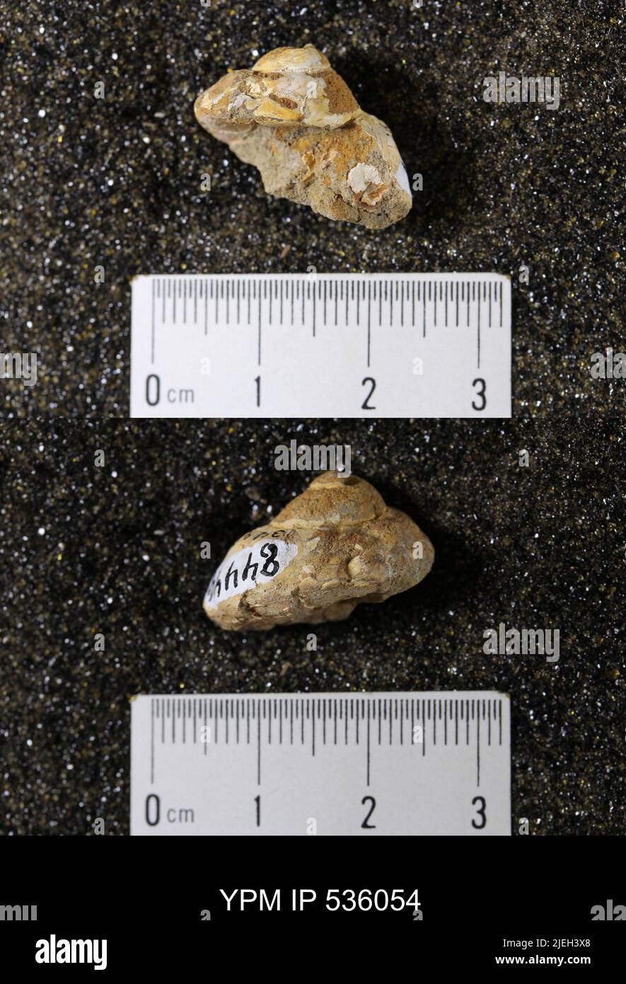 1876 animalia hi-res stock photography and images - Alamy