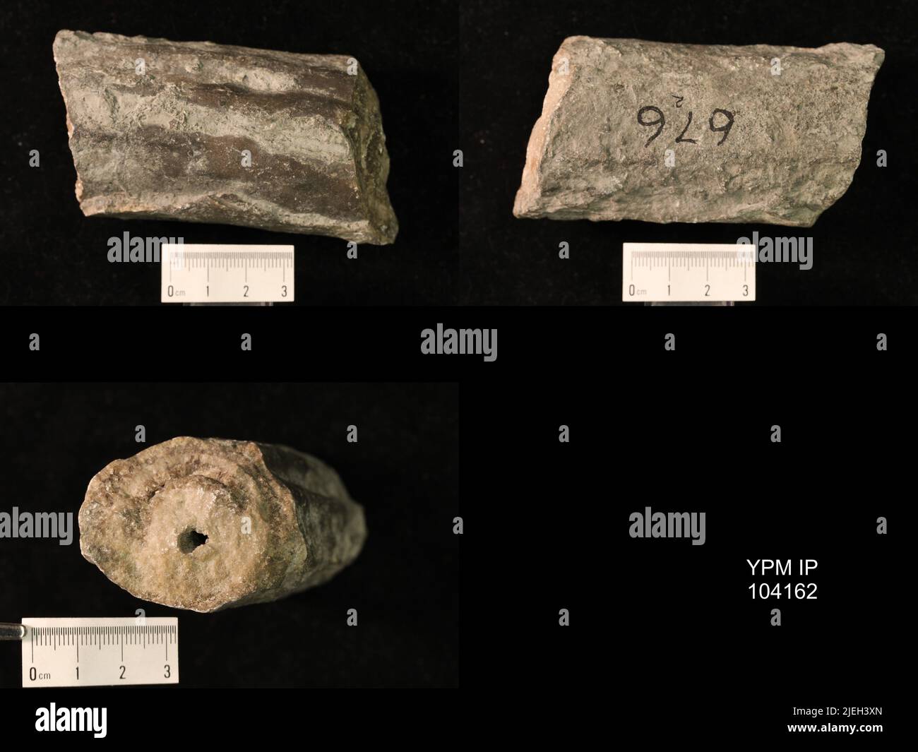 Beatricia undulata animalia hi-res stock photography and images - Alamy