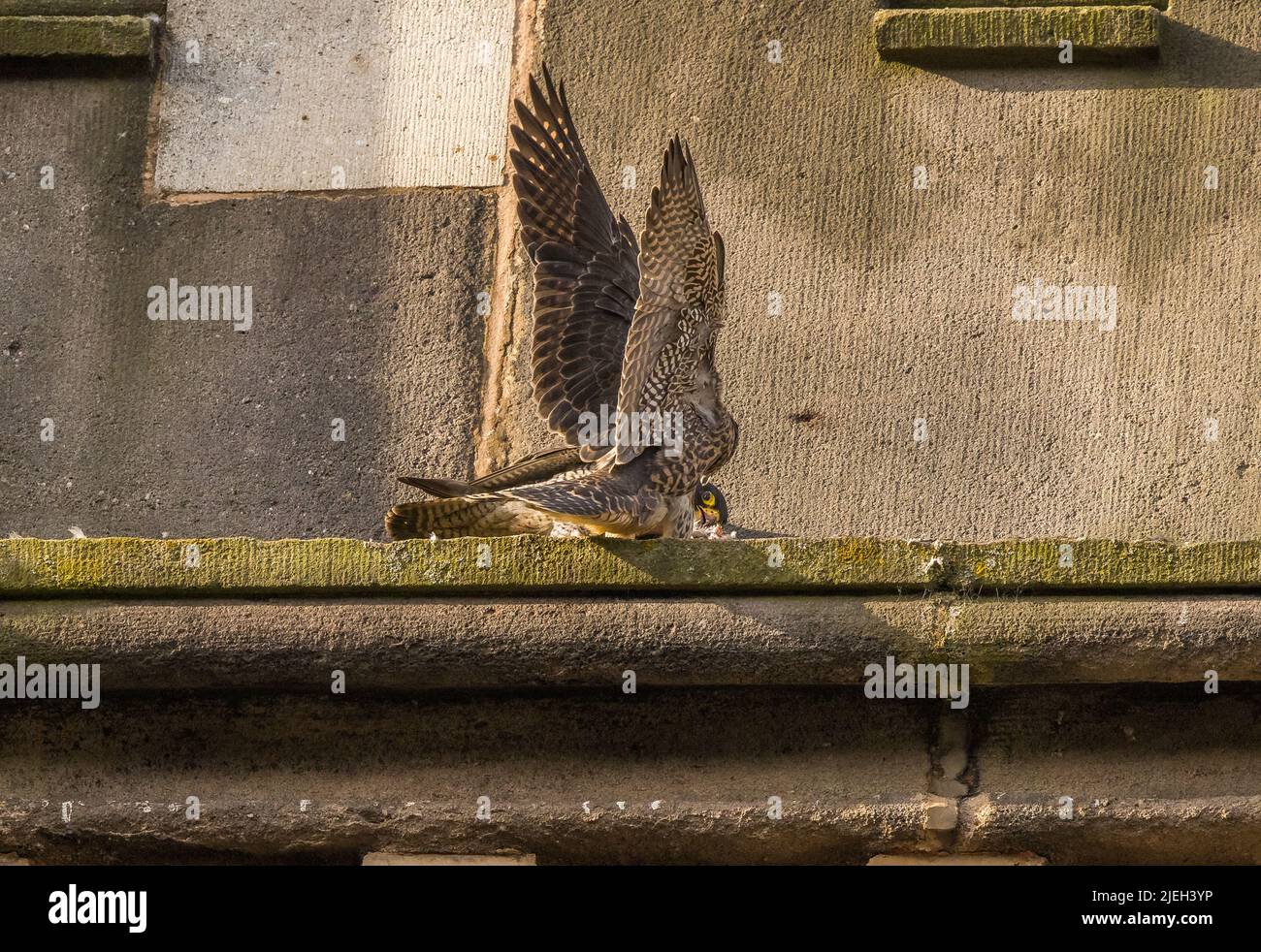 Peregrine falcon with pigeon in its talons hi-res stock photography and ...