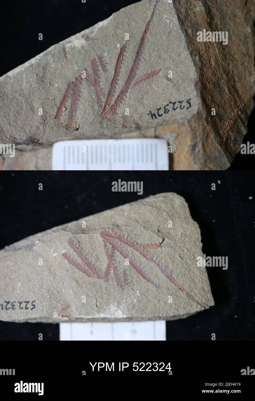 Graptolithina hi-res stock photography and images - Alamy