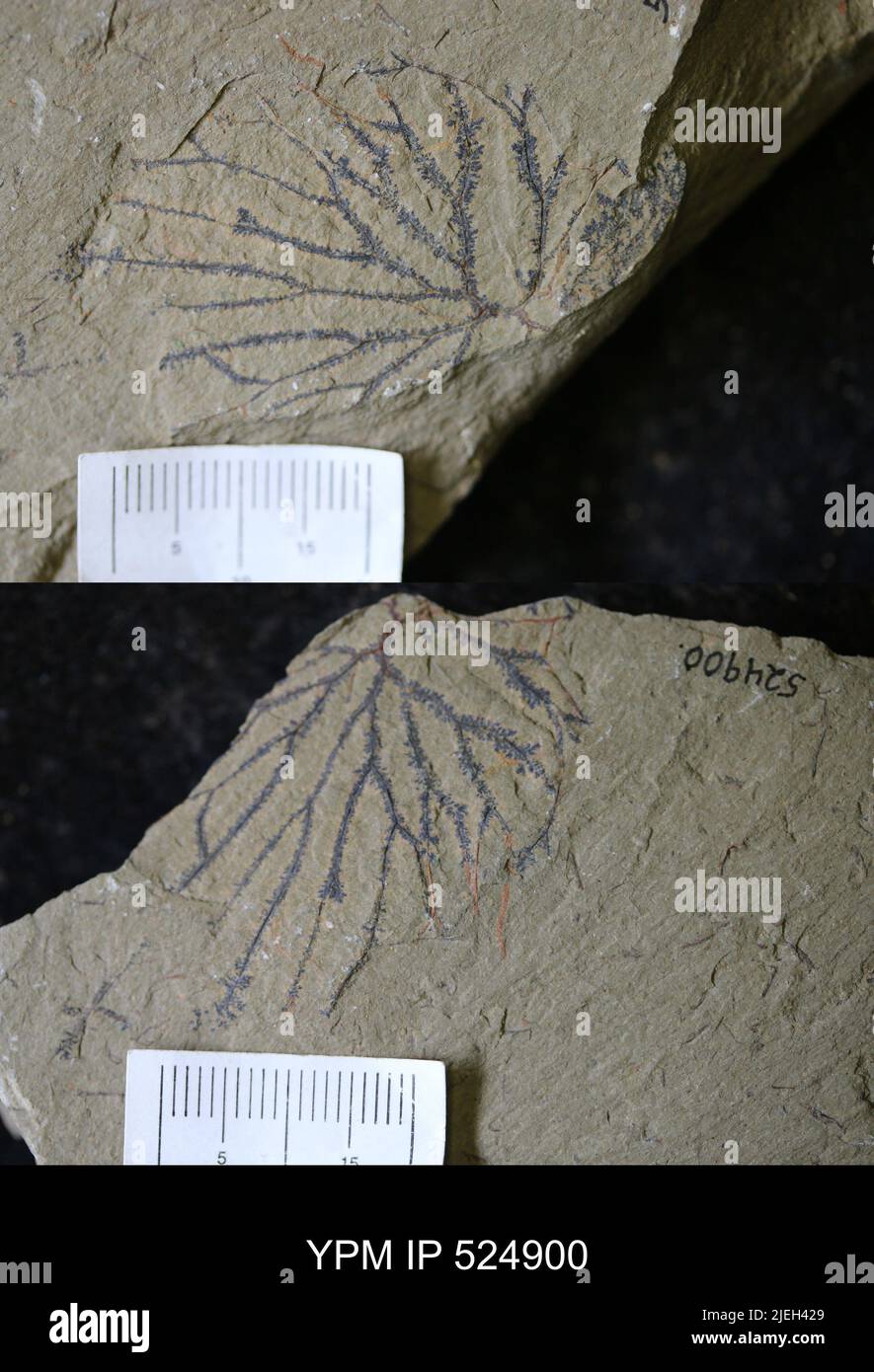 Graptoloidea hi-res stock photography and images - Alamy