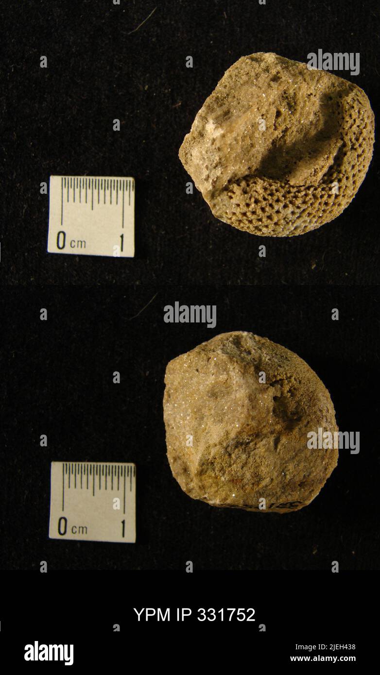 Receptaculitida hi-res stock photography and images - Alamy