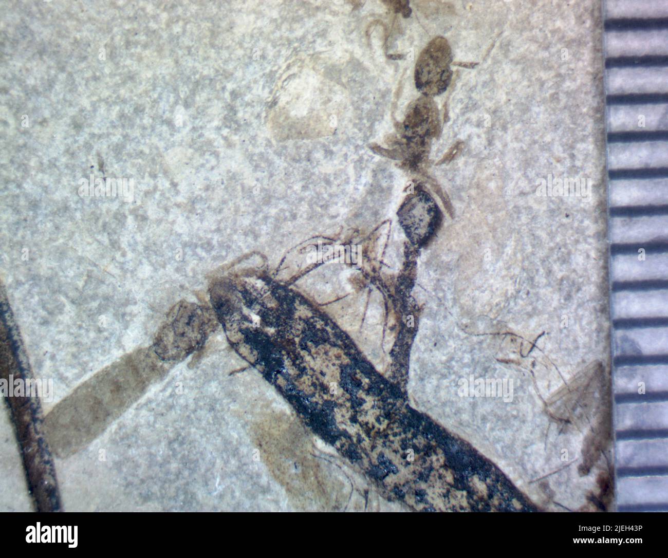 Undet formicidae animalia hi-res stock photography and images - Alamy